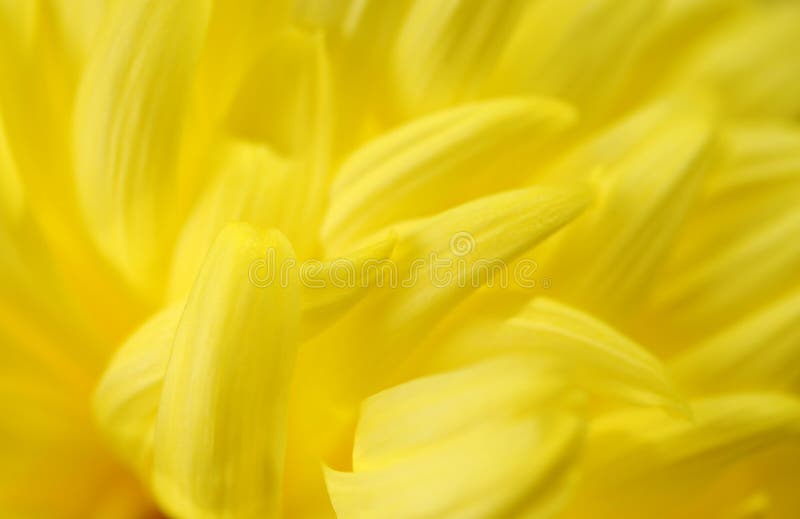 Flower detail stock image. Image of gardening, bloom, warm - 7132397