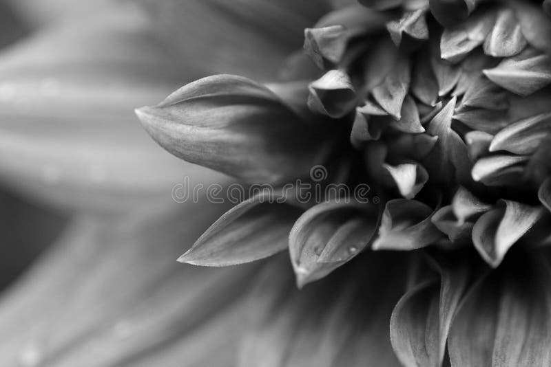 Flower detail stock photo. Image of floral, closeup, rose - 68382424