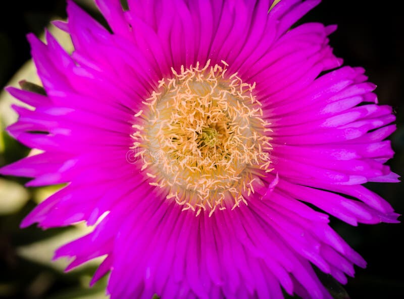 Flower detail close up stock image. Image of nature - 121945277