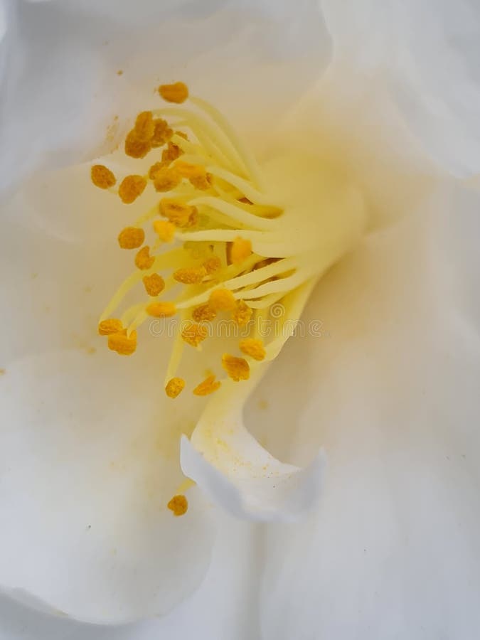 Flower detail in garden stock image. Image of yellow - 214769269