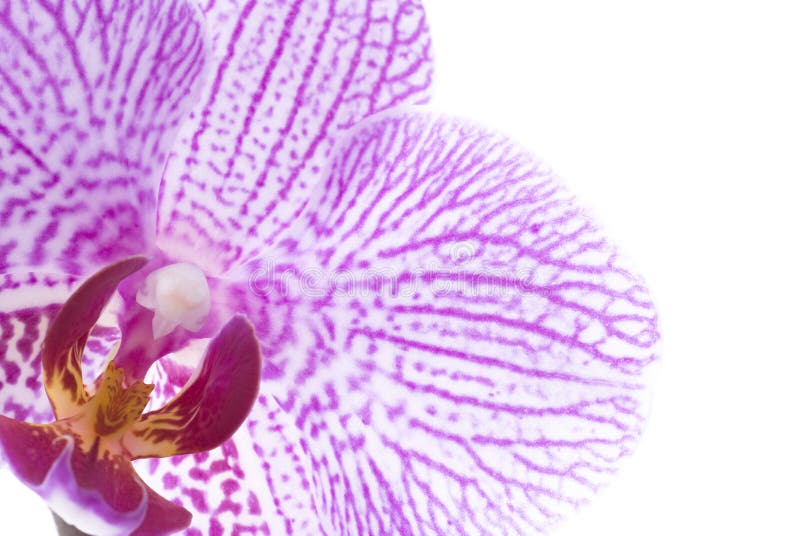 Flower Detail Isolated on White Stock Image - Image of detail ...