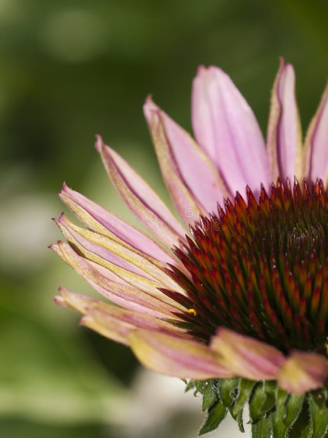 Flower detail stock photo. Image of grass, season, therapy - 52058440