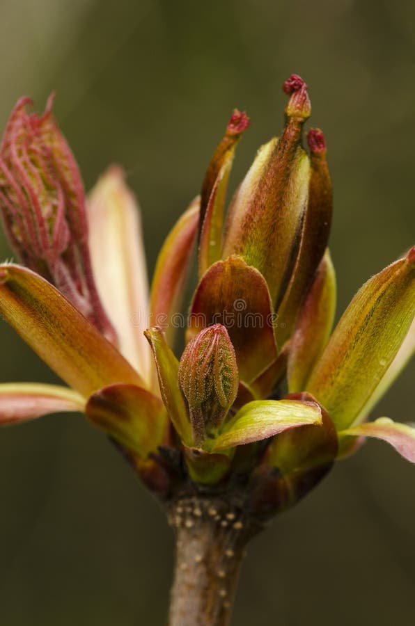 Flower detail stock image. Image of green, pink, flowers - 52375561
