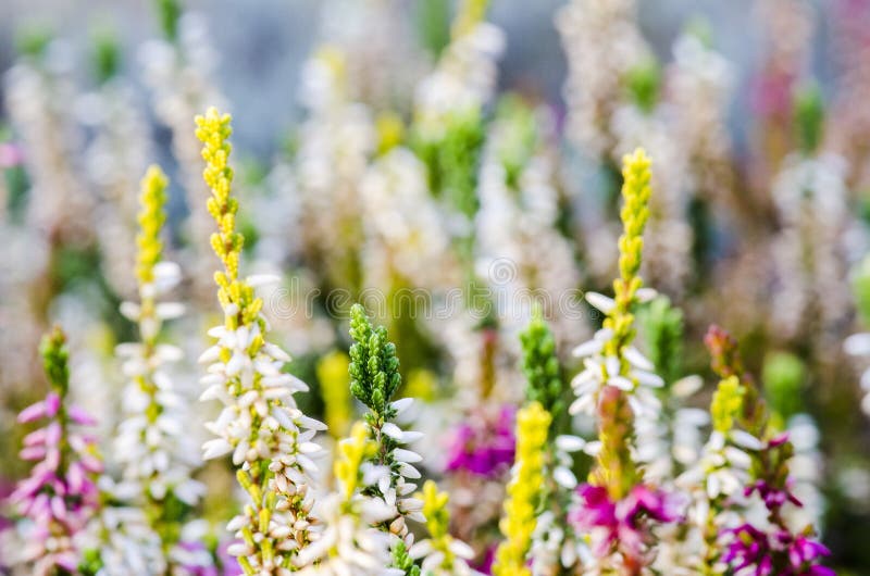 Flower detail stock image. Image of leaf, bouquet, therapy - 52383775