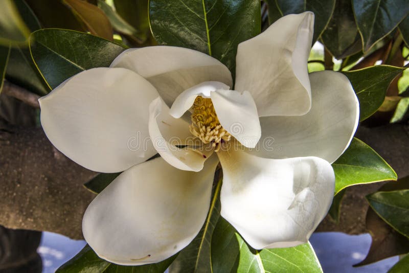 Flower detail stock image. Image of opened, newly, detail - 50961725