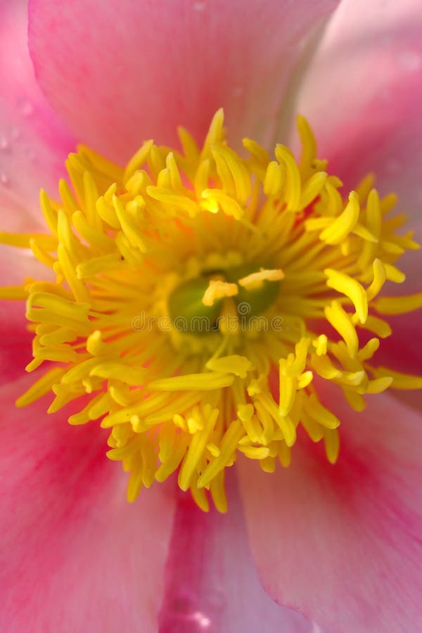 Flower details stock photo. Image of macro, stamen, colour - 12745514