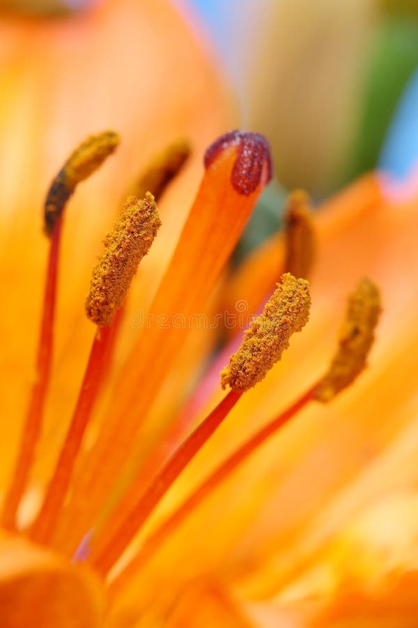 Flower Details Picture. Image: 5544806