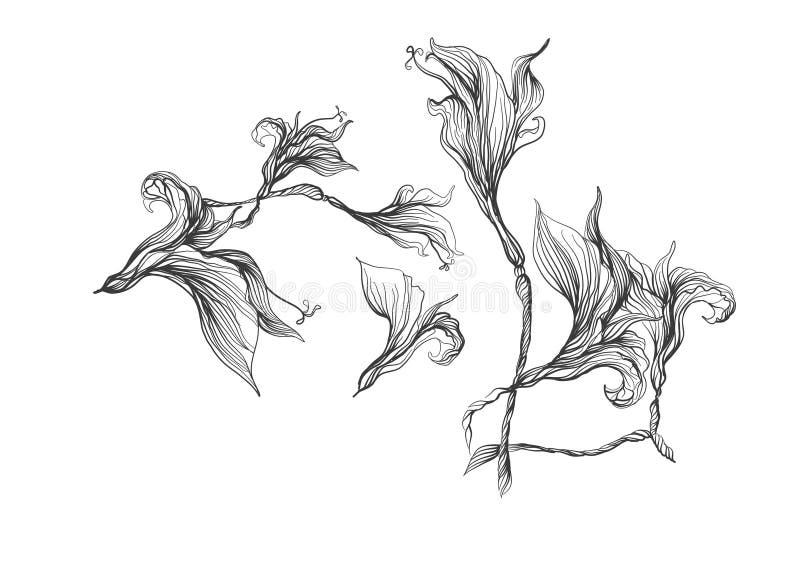 Flower Details Clipart Hand Drawn Vector Calligraphy Pointer ...