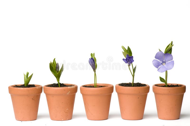 Flower development stock image. Image of herbal, natural - 8995009