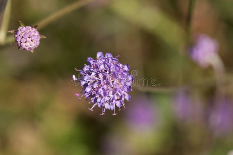 Devil Bit Scabious Succisa Pratensis Stock Image - Image of flower ...