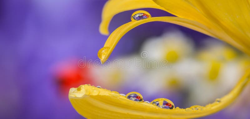 Flower with a dew drop stock photo. Image of floral - 299348742