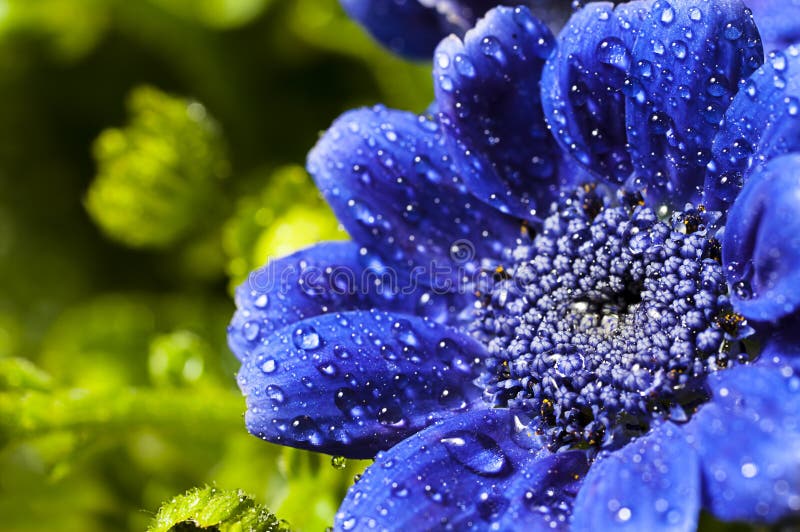 Flower with dew drops stock image. Image of sunshine - 89078621