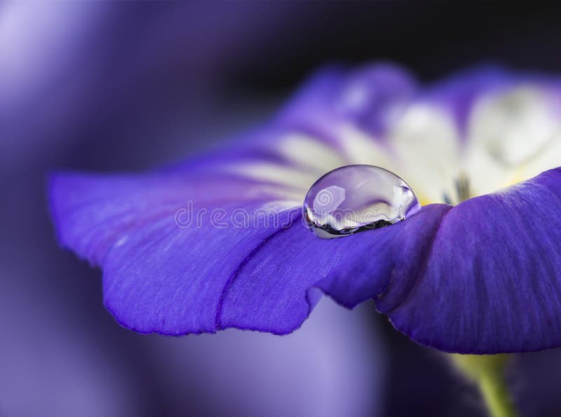 Flower and dew drops stock photo. Image of dewy, florist - 43015224