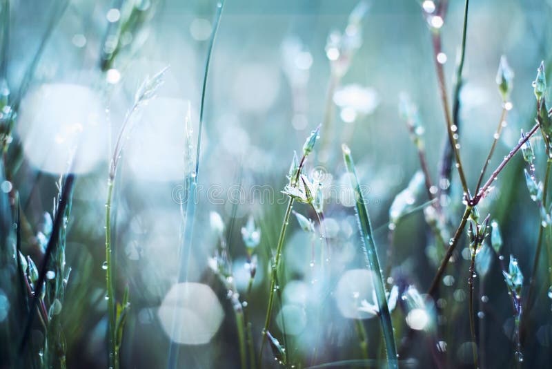 Meadow in the dew stock image. Image of damp, flowery - 21911021