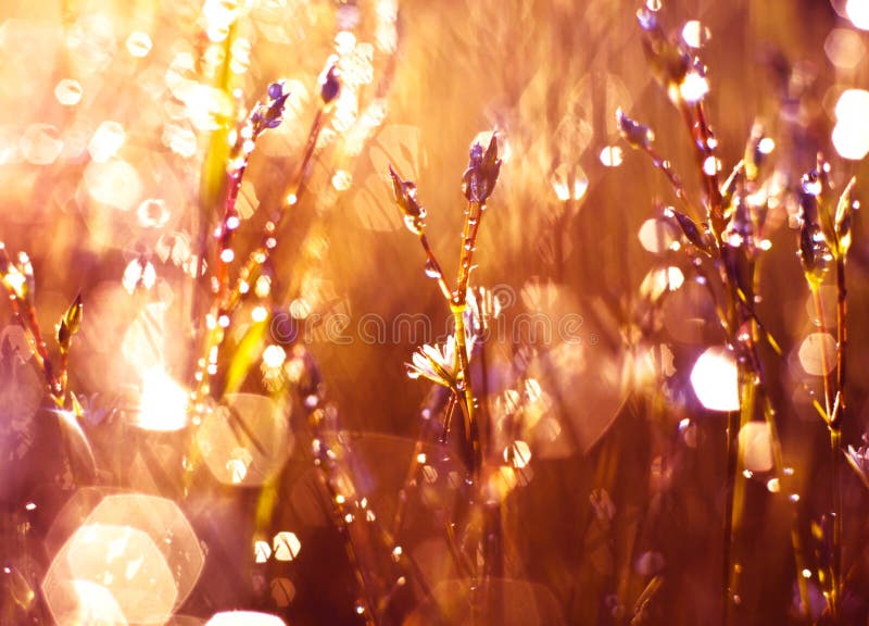 Flower in dew stock image. Image of herb, fresh, glitter - 40581841