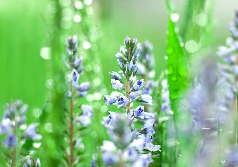 Drop of dew on a flower stock photo. Image of herbs, drop - 38924176