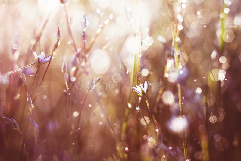 Flower in dew stock image. Image of bloom, freshness - 40581849