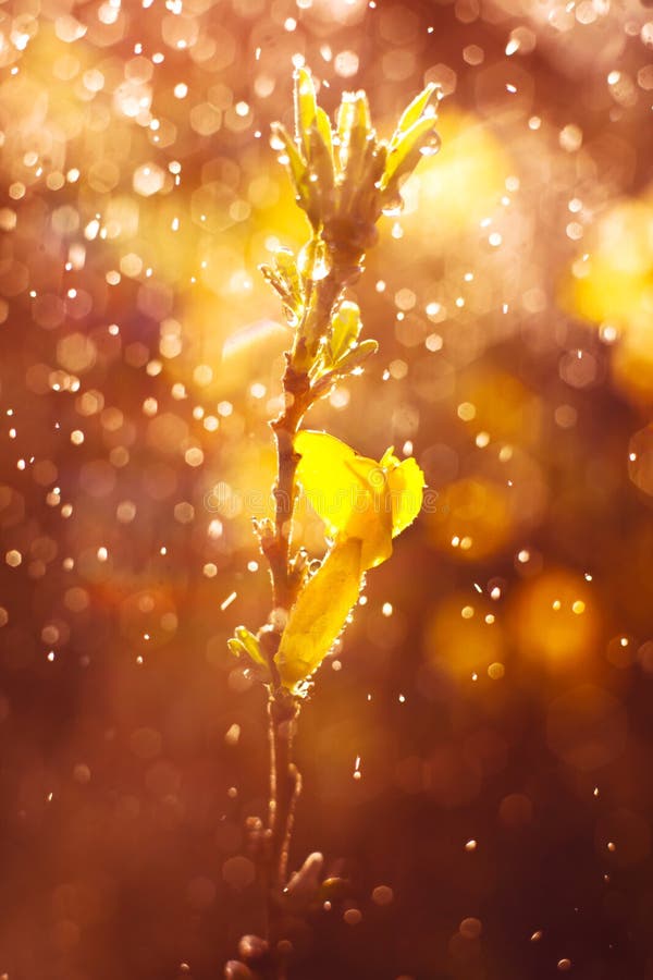 Flower in dew stock photo. Image of ecological, herbage - 40581856