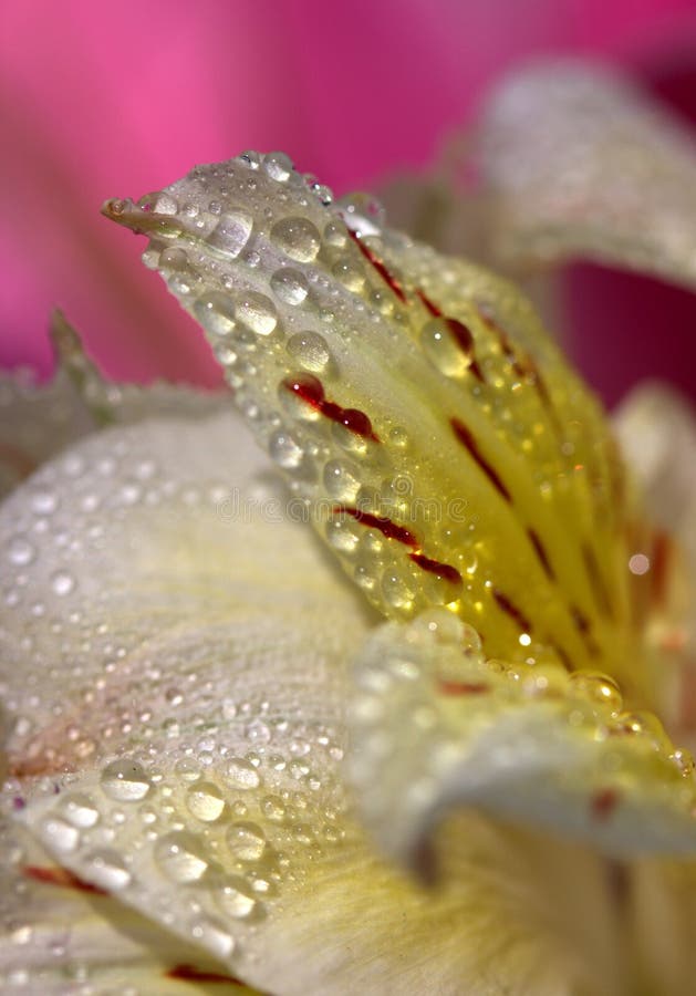 Flower, Dew, Water, Macro Photography Stock Photo - Image of flora ...