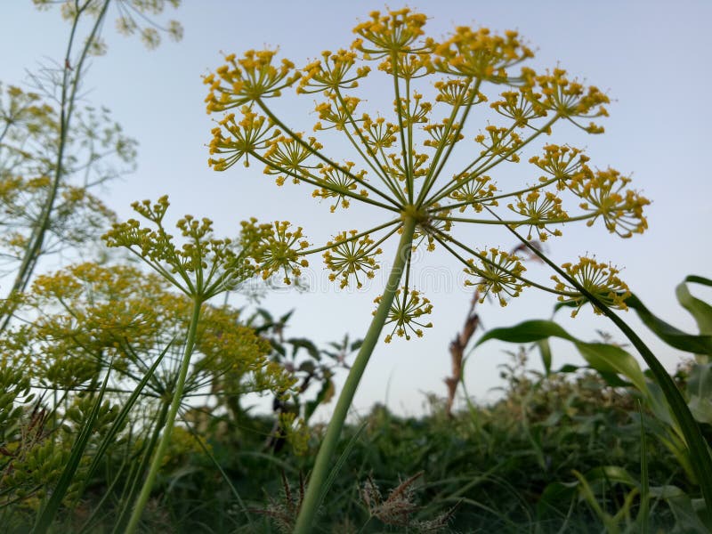 Flower of dill stock photo. Image of green, branch, dill - 127416366