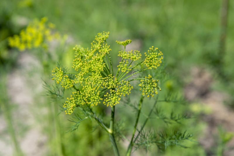 Garden Dill Flower with Shallow Depth of Field Stock Image - Image of ...