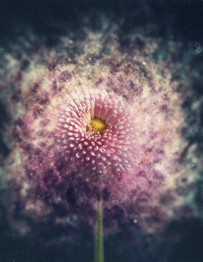 Flower Exploding into Particles Stock Image - Image of grey, explosion ...