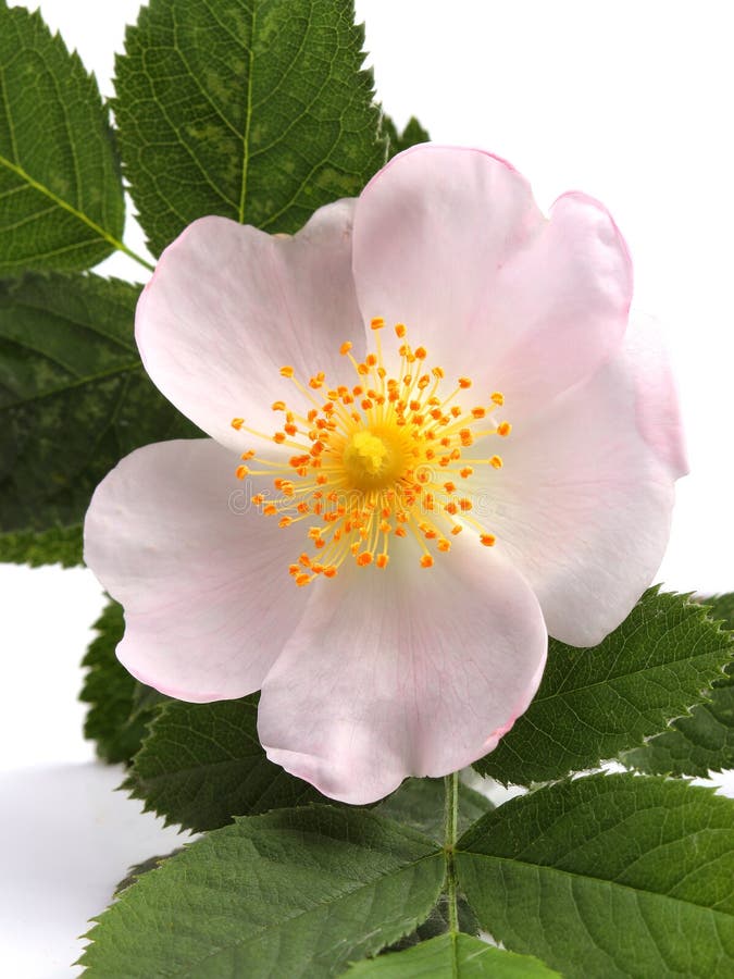 Cherokee Rose Flower stock photo. Image of vine, rosa - 24032080