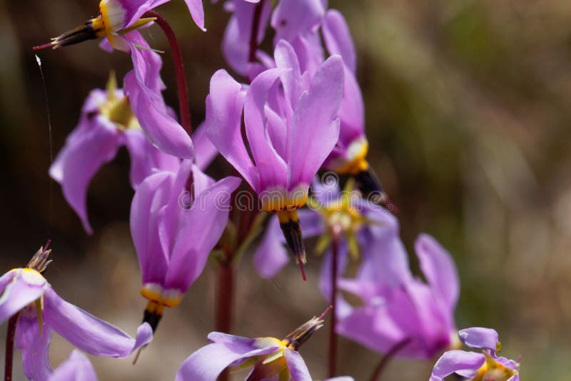 Flower of a Dogtooth Violet, Erythronium Dens-canis Stock Photo - Image ...