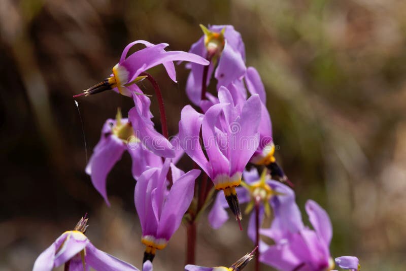 Flower of a Dogtooth Violet, Erythronium Dens-canis Stock Image - Image ...