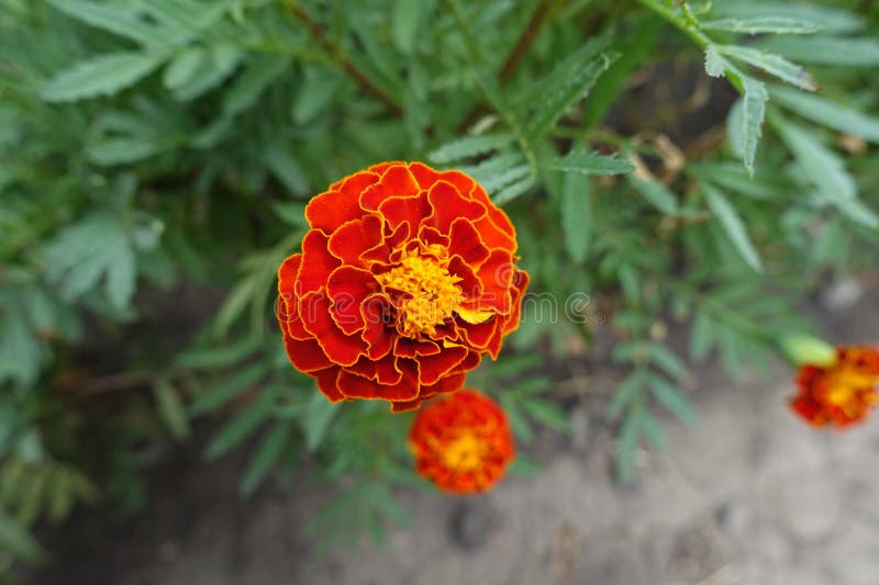 Flower of Double Red and Yellow Tagetes Patula in July Stock Image ...