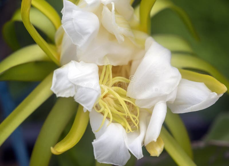 Dragon fruit flower stock image. Image of fruit, farm - 255005033 Dragon fruit flower stock image. Image of fruit, farm - 255005033