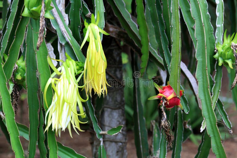 Flower of dragon fruit stock photo. Image of dragonfruit - 250862050 Flower of dragon fruit stock photo. Image of dragonfruit - 250862050