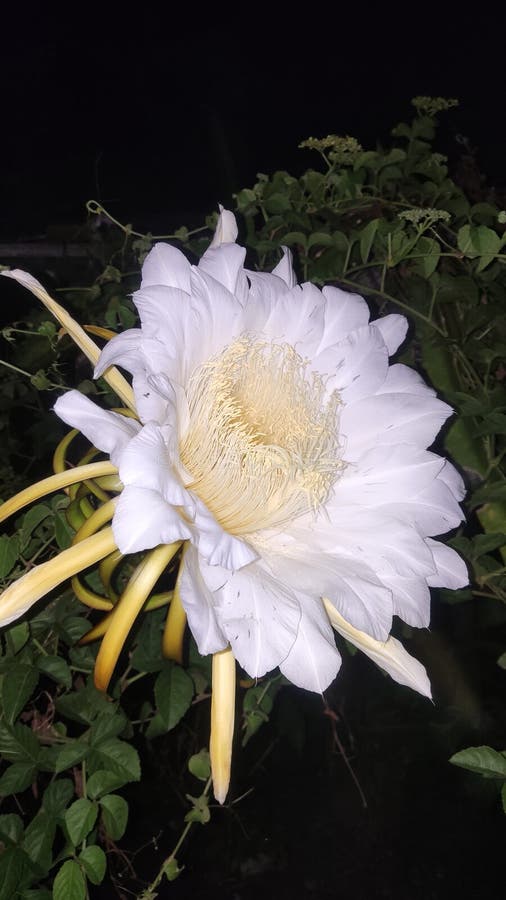 This is a Flower from Dragon Fruit. on the Island of Java, they Call it ...