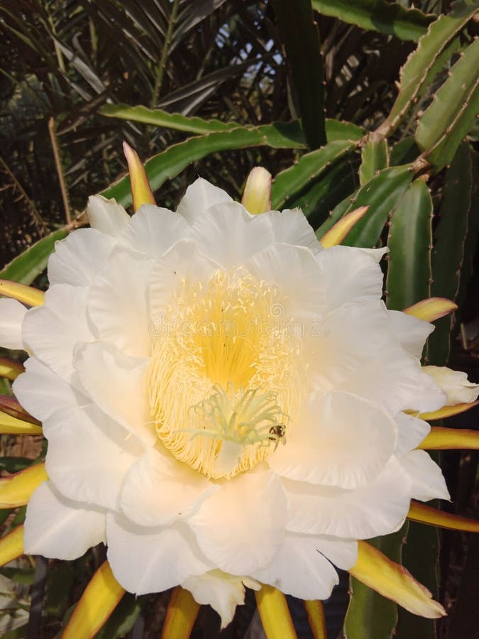 Flower dragon fruits stock image. Image of flower, dragon - 304420109