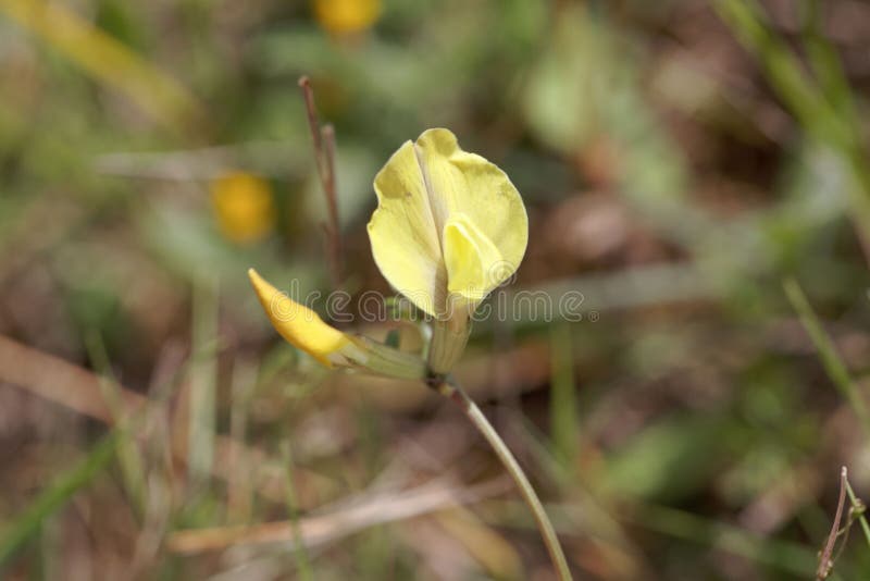 Flower of a Dragon Teeth, Lotus Maritimus Stock Image - Image of close ...