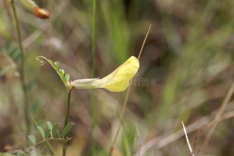 Flower of a Dragon Teeth, Lotus Maritimus Stock Photo - Image of beauty ...