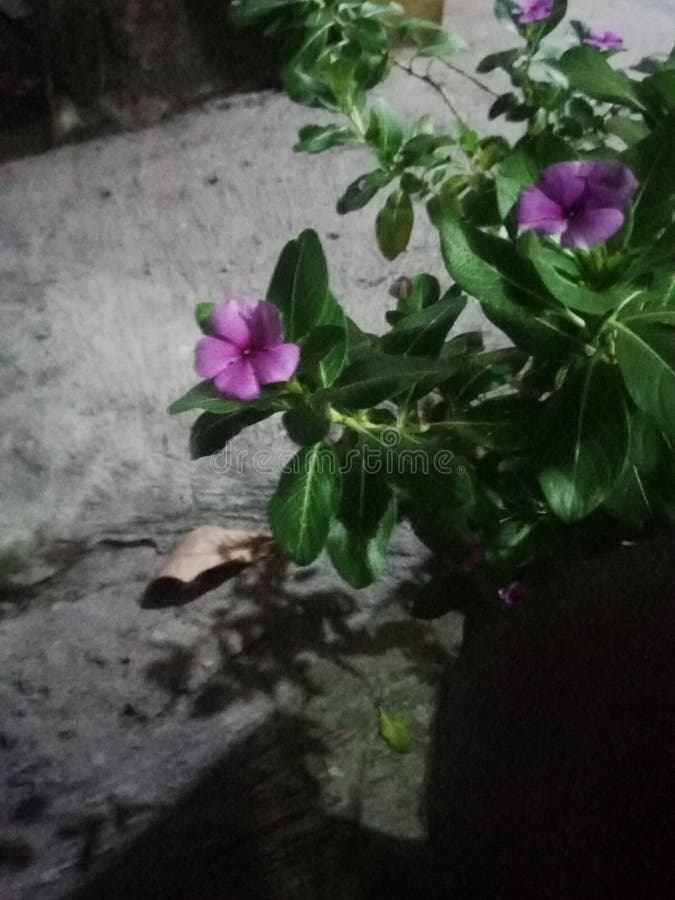 Flower in Drive by the Standard Stock Image - Image of share, standard ...