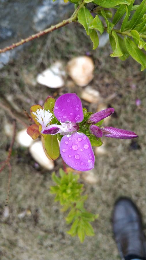 Flower with drop stock photo. Image of flowerwithdrop - 176400578