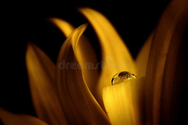 Flower in drop stock image. Image of detail, drop, sunflower - 21252695