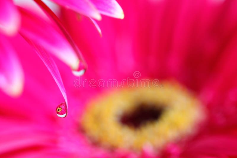 Flower within a droplet stock photo. Image of bubble - 27267730