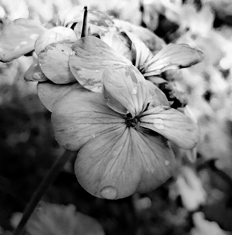 Dramatic flower stock photo. Image of dramatic, flower - 138117902