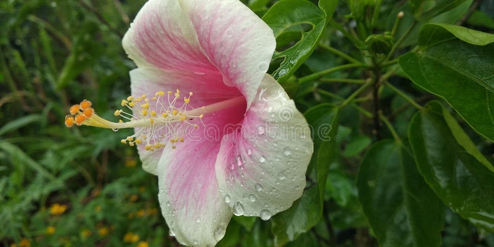 Dasavala Flower Stock Photos - Free & Royalty-Free Stock Photos from ...