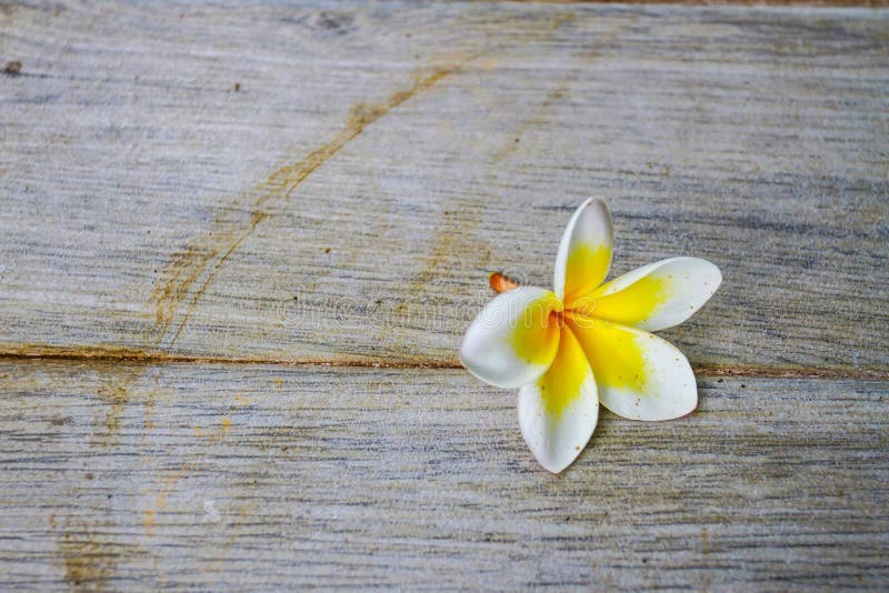 Flower Dropped on the Floor Stock Photo - Image of blossom, leaf: 44065256