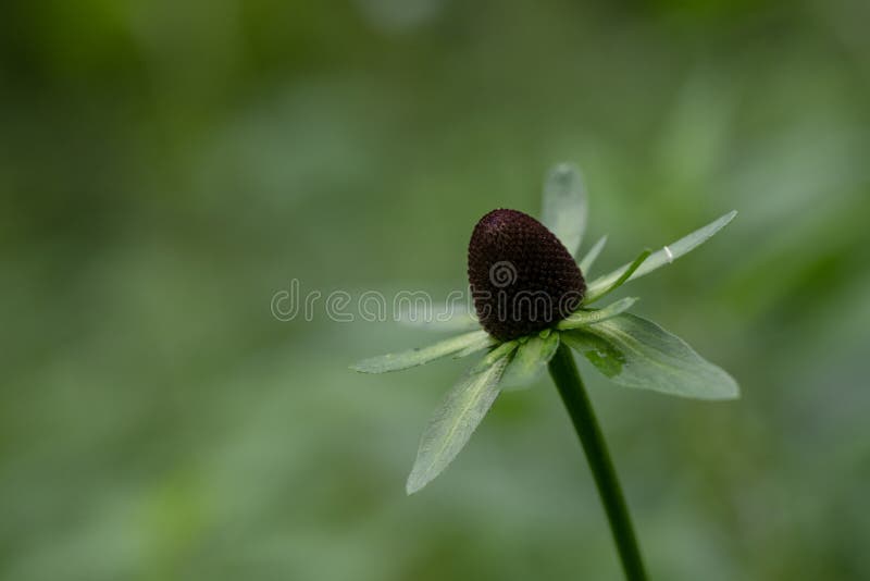 Flower with Dropped Petals stock photo. Image of stream - 230313888