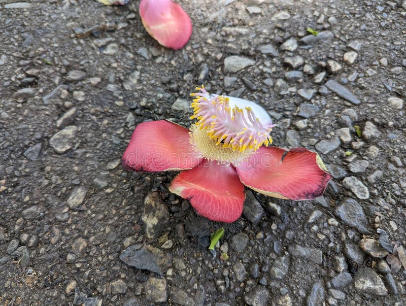 A Flower Dropped on the Road. Stock Photo - Image of pretty, nature ...