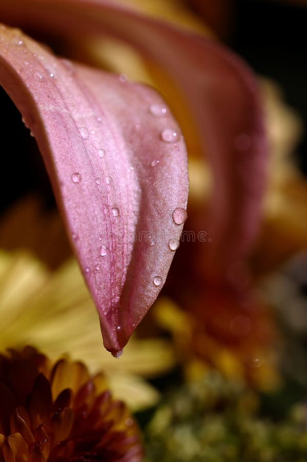Flower drops stock image. Image of water, floral, arrangement - 1026005