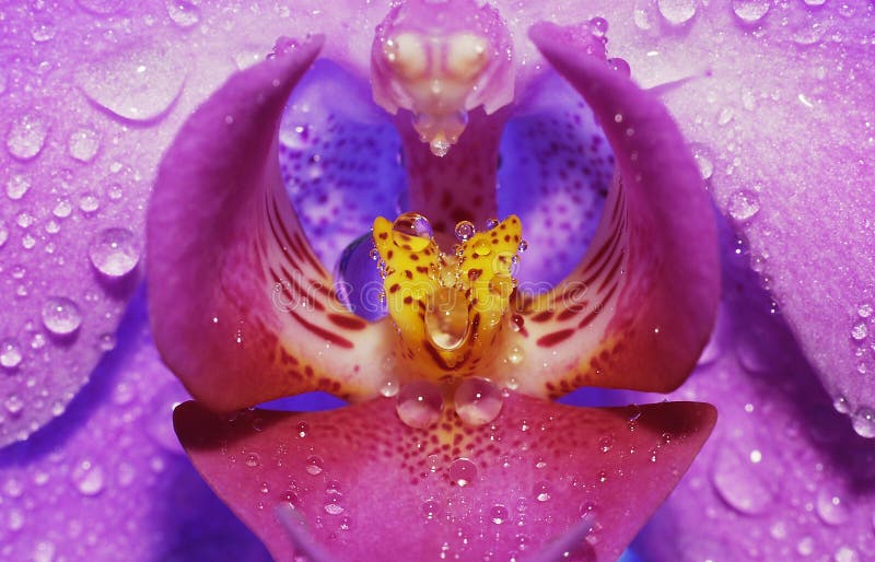 Flower with drops stock photo. Image of bloom, water - 13349372