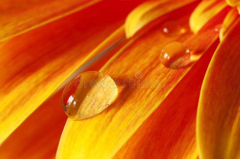 Orange Flower Macro Water Drops Stock Image - Image of drops, beautiful ...