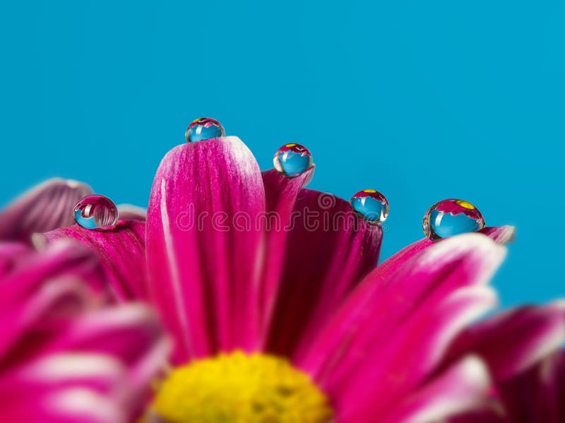 Flower with drops stock image. Image of daisy, close - 29388353