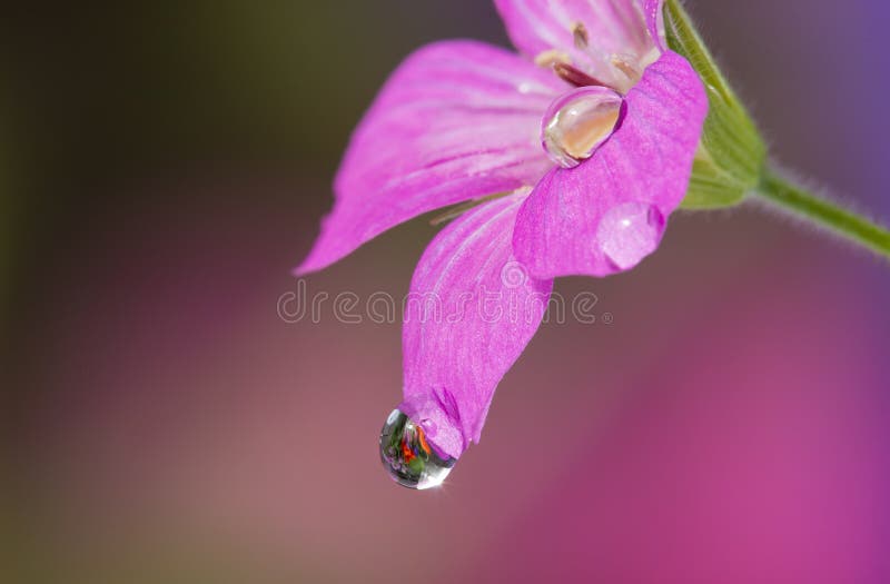 Flower with dew drops stock image. Image of macro, condensation - 25389587